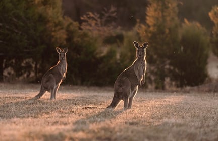 Kangaroes