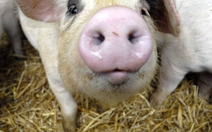 Help je mee dieren beschermen?