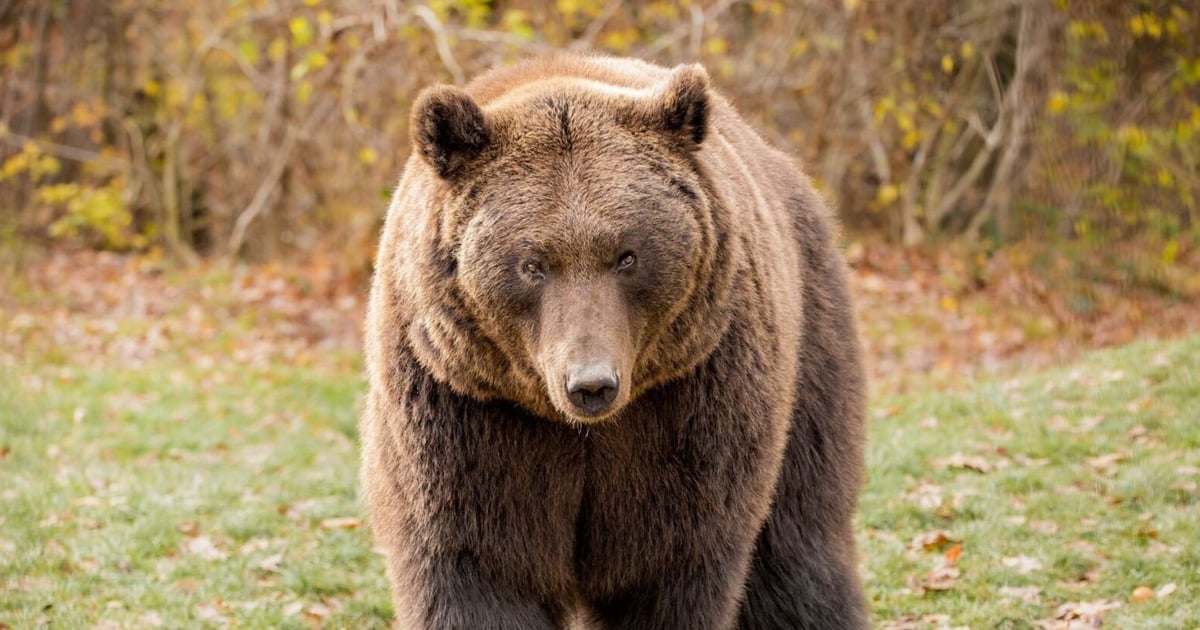 Help beren met een eenmalige gift