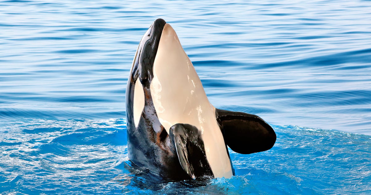 Zó verdrietig was het leven van de overleden orka Keto