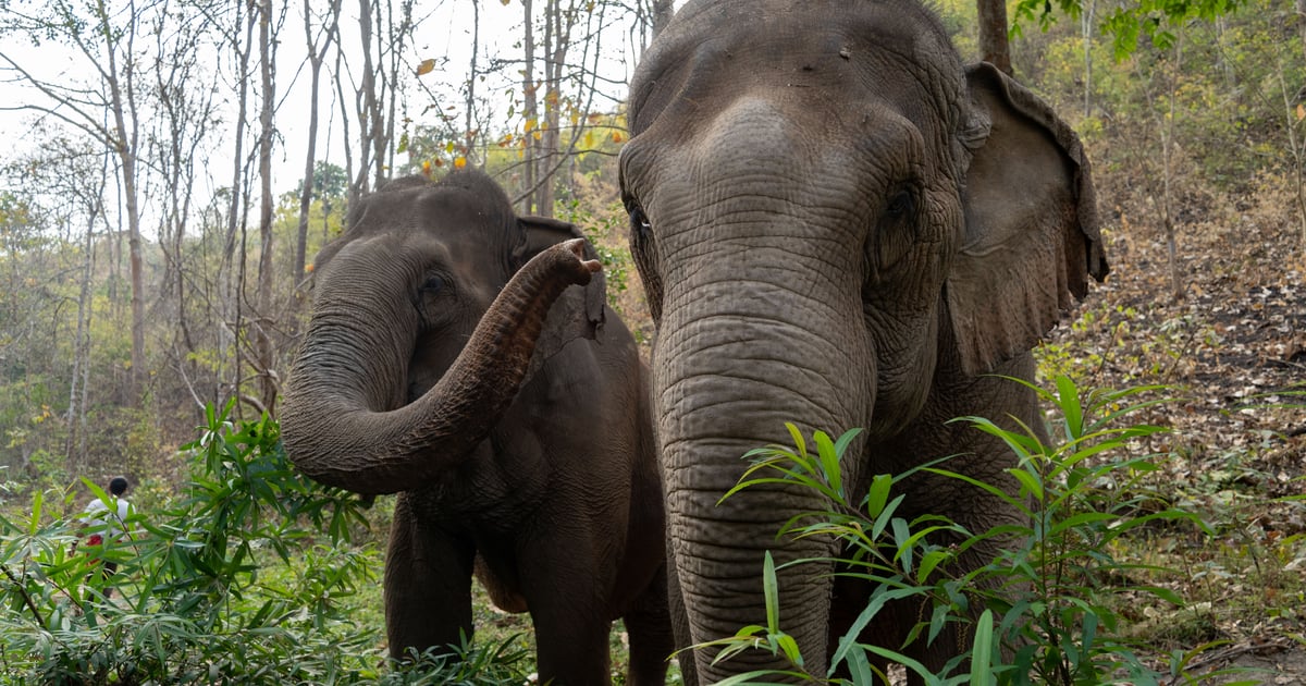 Waarom olifantentoerisme niet onschuldig is: alles over de crush