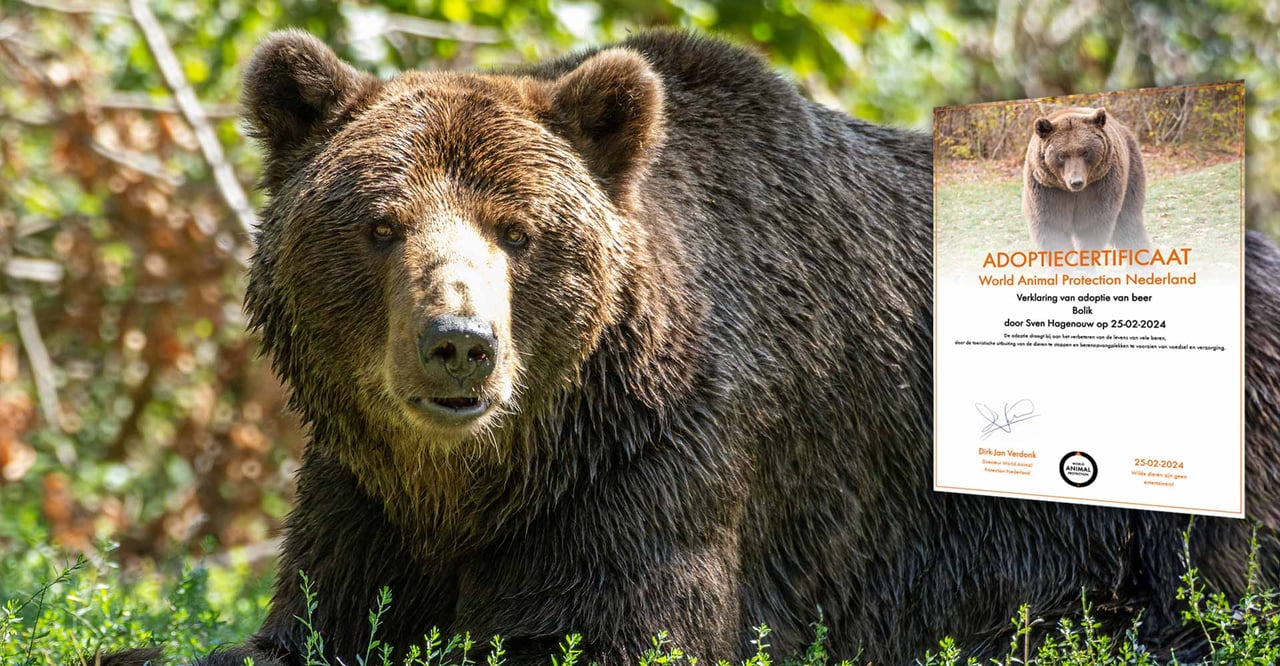 Adopteer een beer